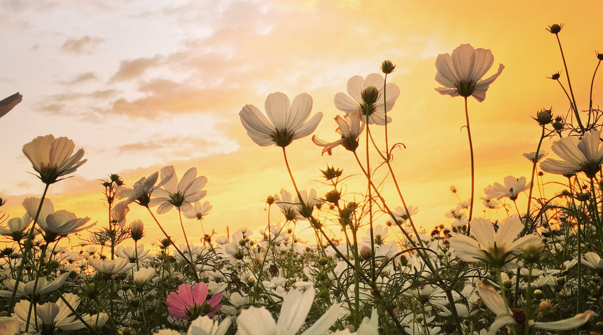 Spring + Summer Scents