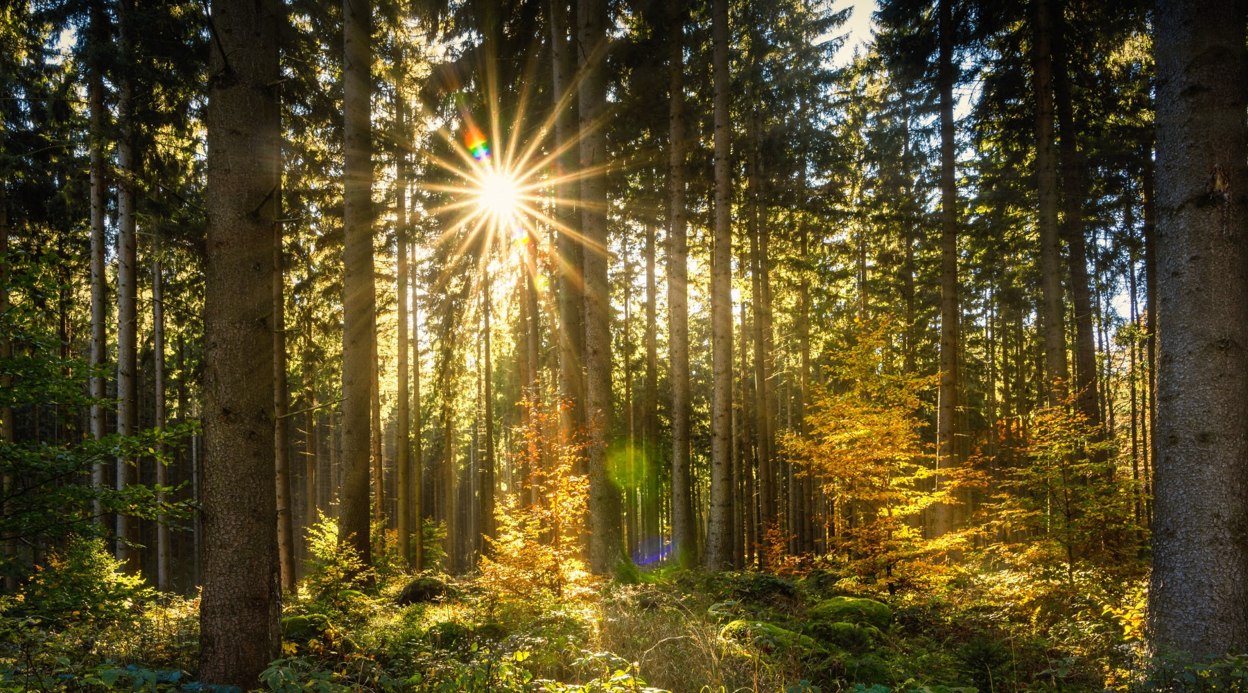 Woody Scents | Fragrance Oils for Candles and Soaps | Hive and Honey ...