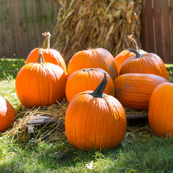 Pumpkin Patch Sampler Pack | 2 oz Bottles